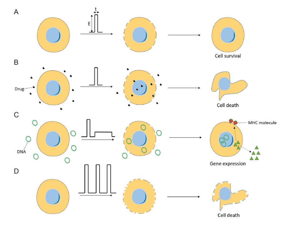 Reintroduce CAR T-Cells for immunotherapy by electroporation : Zerif ...